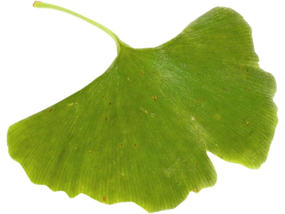 Ginkgo doesn't prevent Alzheimer's, study suggests | National Post
