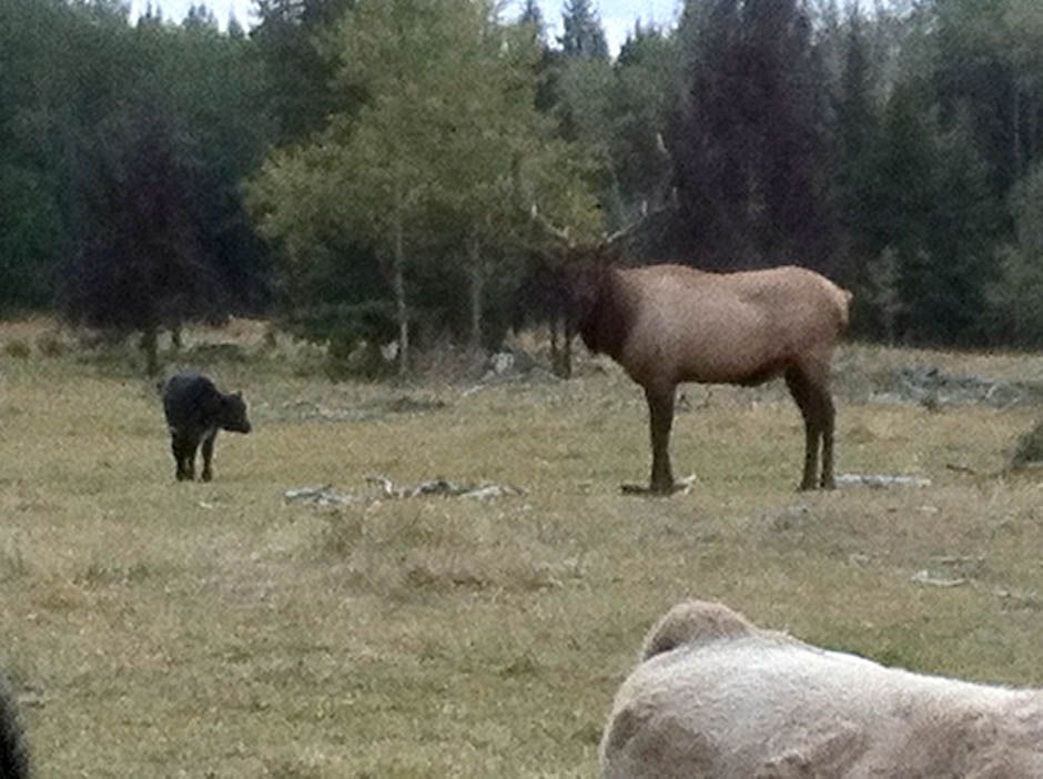 Amorous elk banished from 100 Mile Ranch after forbidden love with a ...