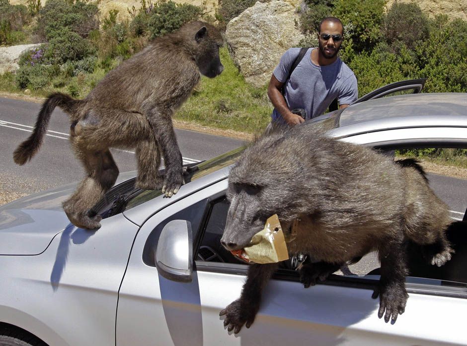Canadian couple learn the hard way how not to drive through baboon ...