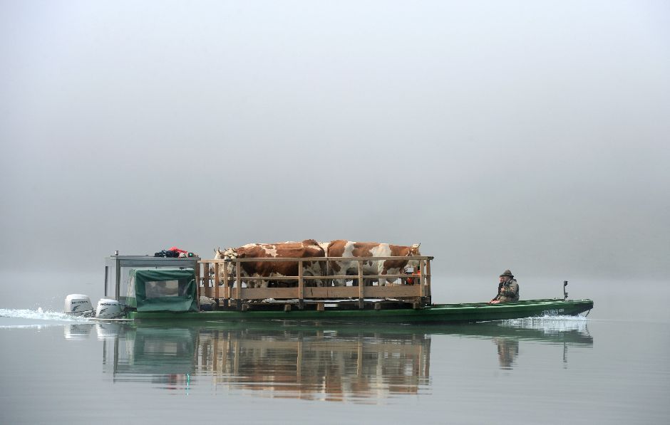 Cows' adventure crossing lake on a floating makeshift platform, during ...