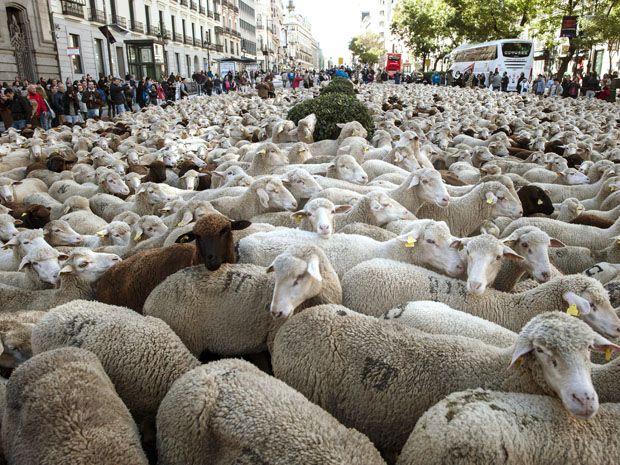 Spanish shepherds lead 2,000 sheep through Madrid | National Post