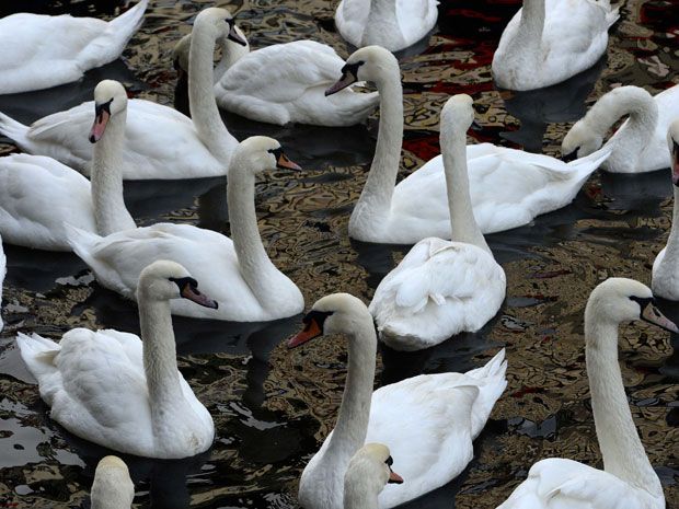 Seven (expensive) swans a-swimming: 'Twelve Days of Christmas' carol ...