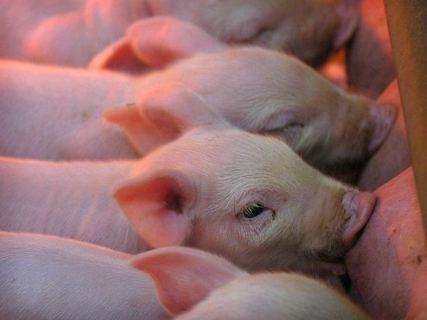 Treating farm animals humanely | National Post