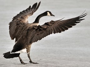 Foulest of the fowl: Ornery Canada geese have a growing reputation as ...