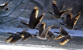 Foulest of the fowl: Ornery Canada geese have a growing reputation as ...