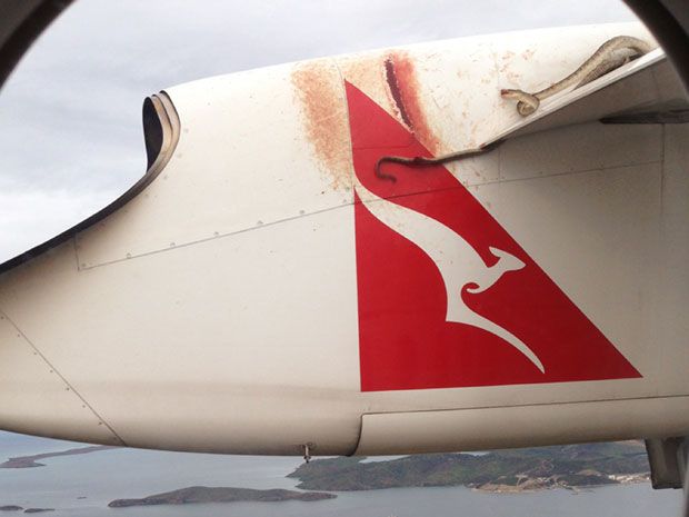 Video captures Python clinging to plane wing mid-flight | National Post