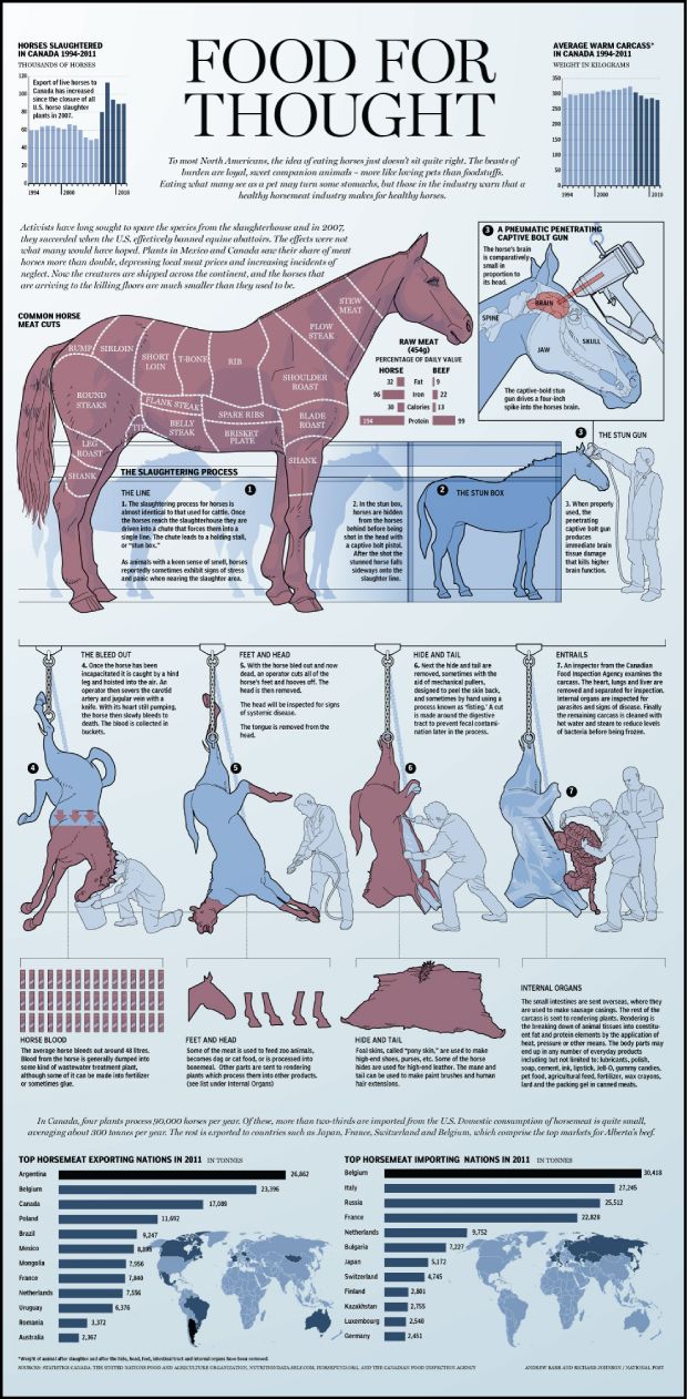 Horse slaughter in Canada - a detailed rendering of the process ...