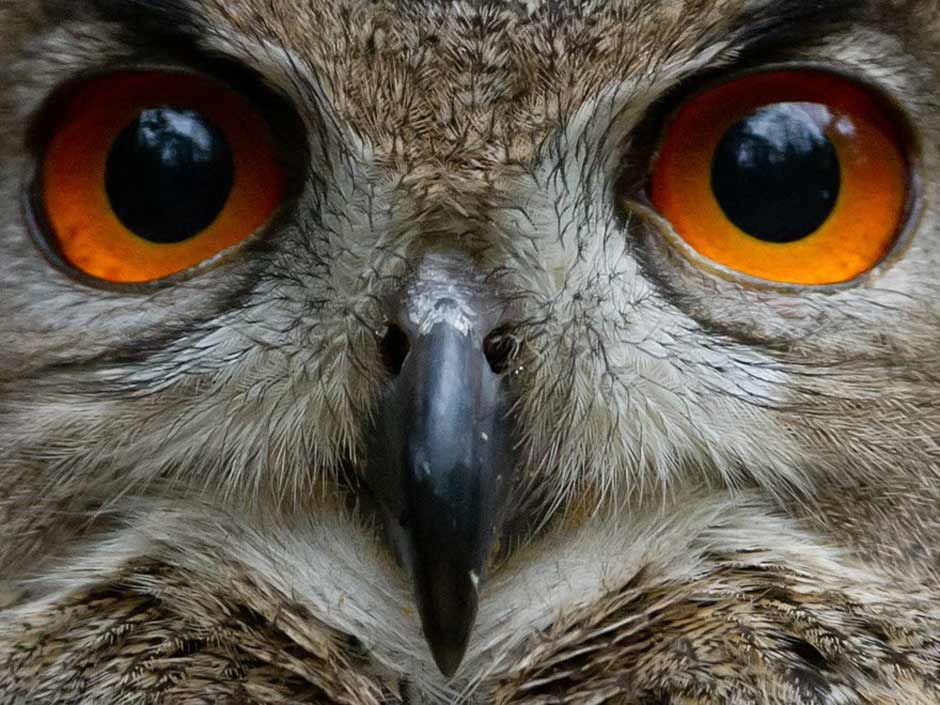 Surely the oddest sign of spring? Finding a barn owl in my basement ...