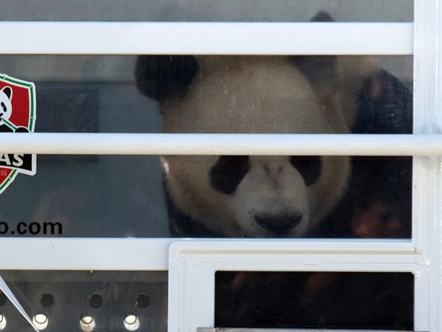 Giant pandas, Er Shun and Da Mao, finally land in Toronto | National Post