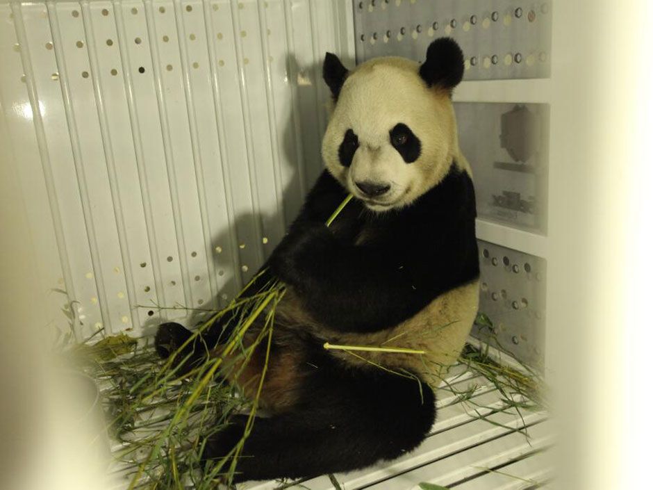 Giant pandas arrive in Toronto for five-year stay | National Post