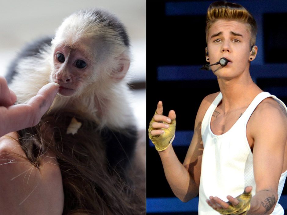 Capuchin Monkey Justin Bieber