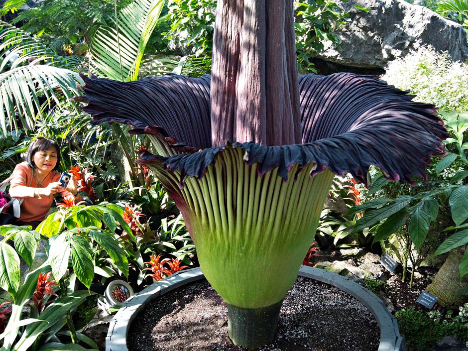 Rare, reeking ‘corpse flower’ is Edmonton's hottest attraction ...