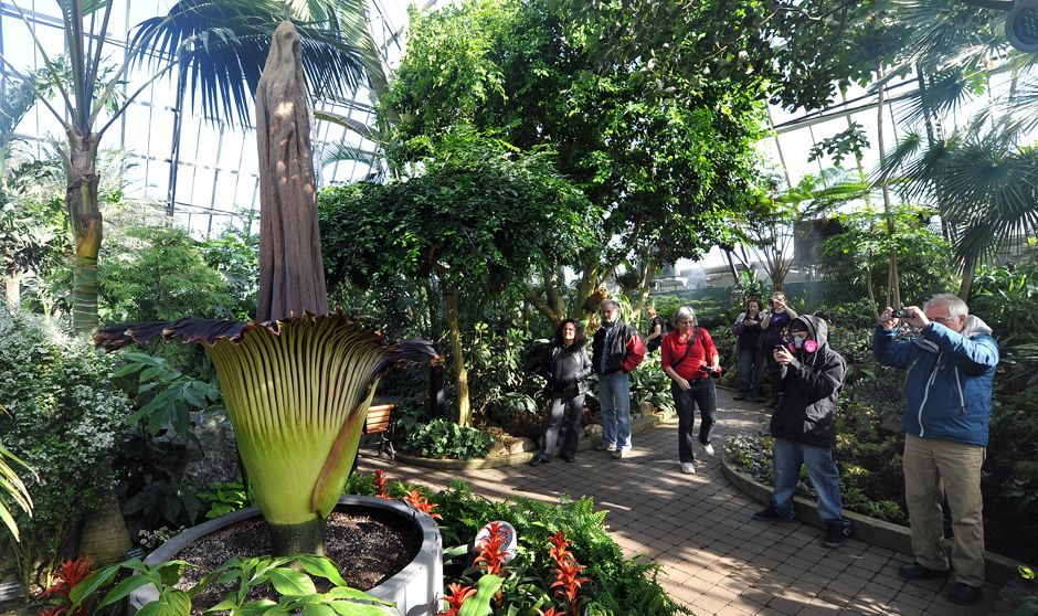 Rare, reeking ‘corpse flower’ is Edmonton's hottest attraction ...