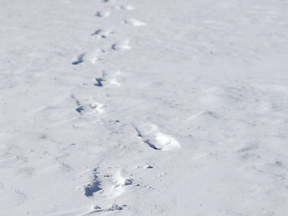 Sword thieves thwarted after investigators track snow prints: Police ...