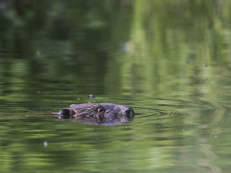 Beaver bite was only one in string of attacks by once threatened ...