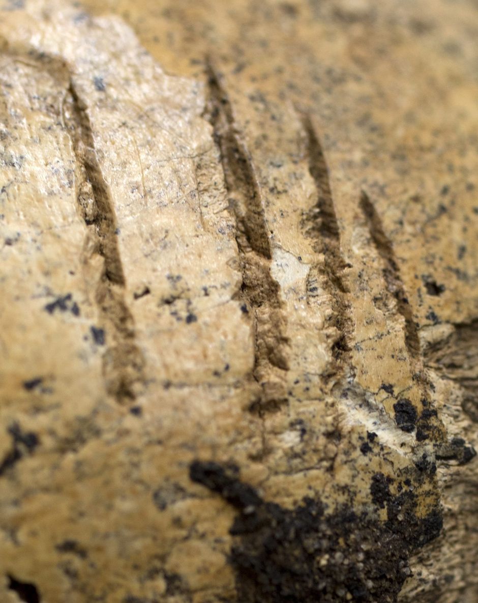 Jamestown cannibals: Early American settlers turned to cannibalism ...