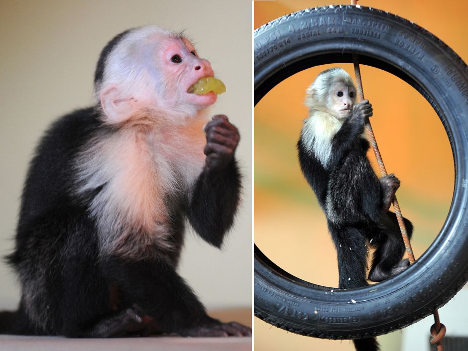 Justin Bieber's monkey Mally will soon meet new family at German zoo ...