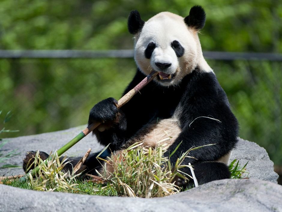 Giant pandas to make exclusive debut today at the Toronto Zoo ...