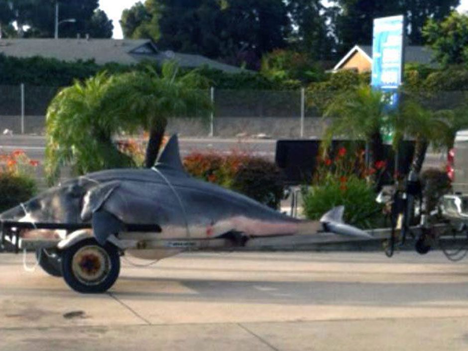 Mako shark weighing 1300 pounds caught off California | National Post