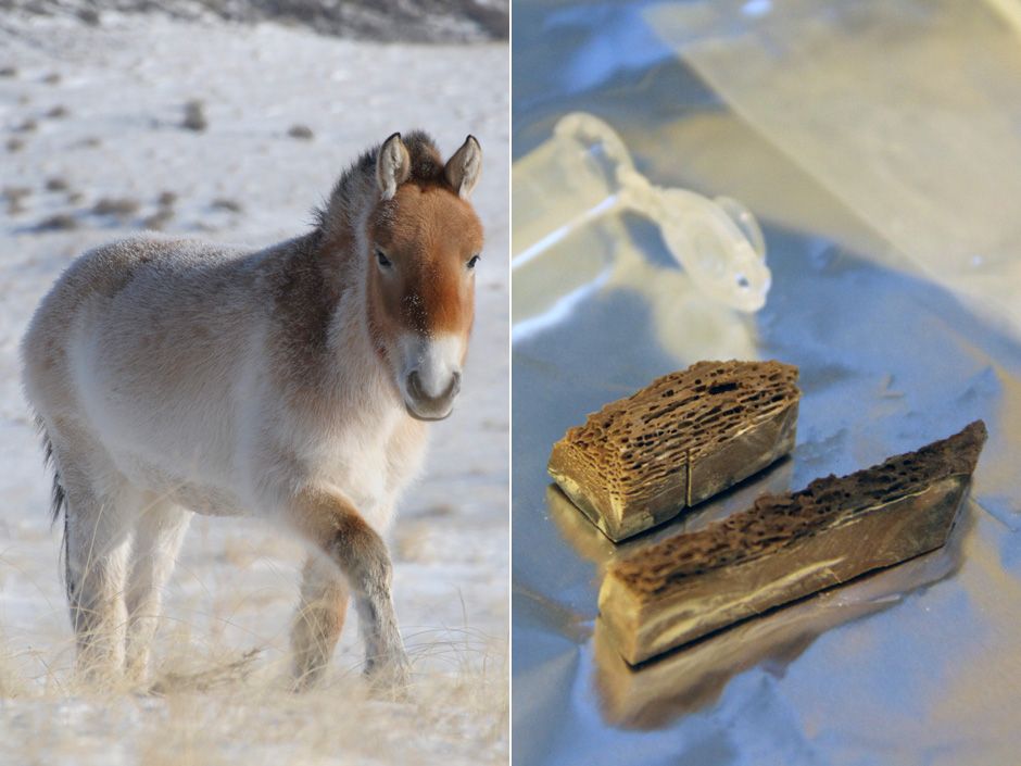 700,000-year-old horse fossil oldest ever found from DNA mapped animal ...