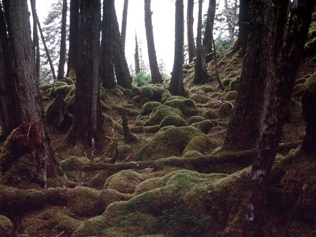 Parks Canada to rain death from above on rats plaguing Haida Gwaii ...