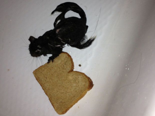 Winnipeg woman saved a squirrel found stuck in her toilet | National Post