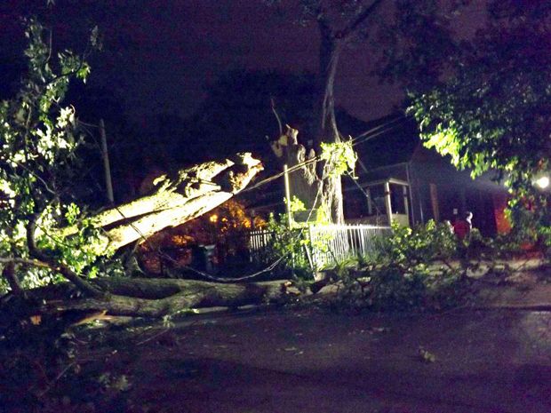 Tree said to have inspired song ‘The Maple Leaf Forever’ falls victim ...