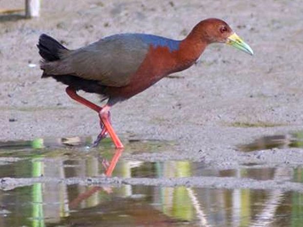 ‘Best photobomb in history’: Sighting of rare bird for first time in U ...