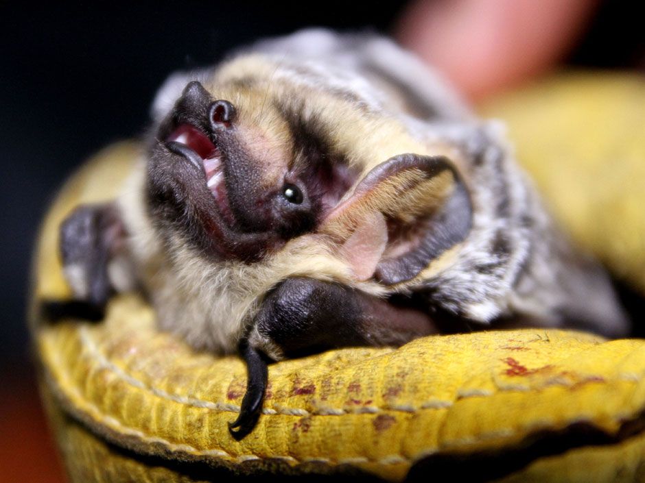 Rabid bat bites person trying to break up fight between it, cat ...