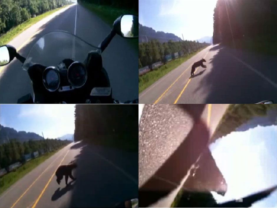 Helmet cam captures the moment a distracted motorcyclist hit a bear on ...