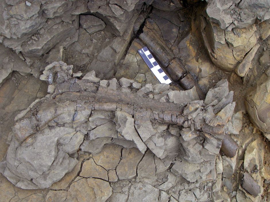 Most complete dinosaur skeleton ever found in B.C. unearthed, revealing ...