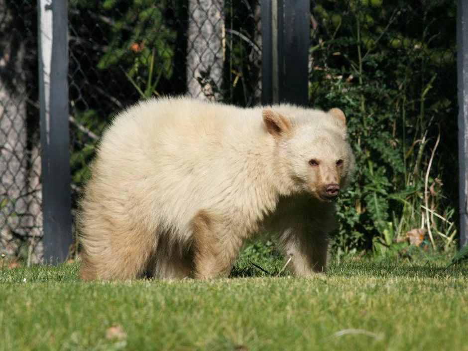 Rare white bear cub that wandered into town won't be euthanized ...