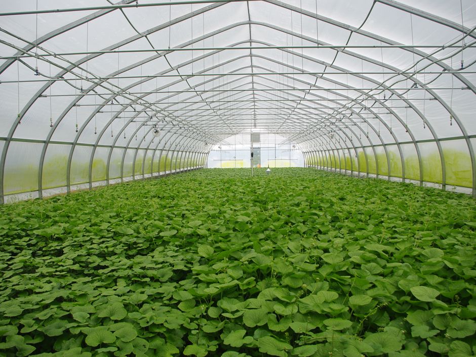 Wasabi Empire: B.C. growers backed by top-secret technology challenge ...