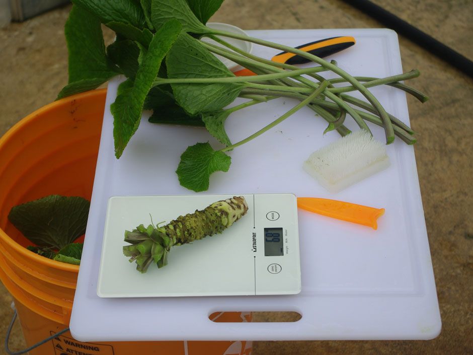 Wasabi Empire: B.C. growers backed by top-secret technology challenge ...