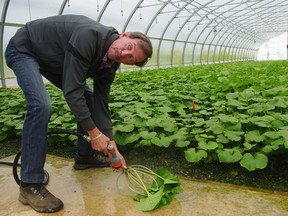 Wasabi Empire: B.C. growers backed by top-secret technology challenge ...