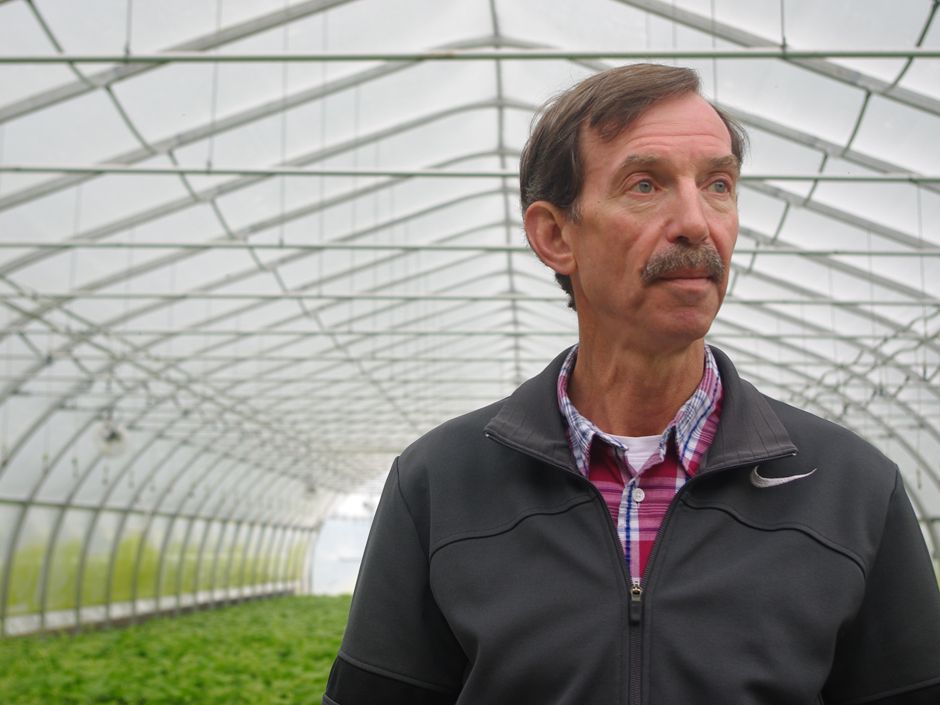 Wasabi Empire: B.C. growers backed by top-secret technology challenge ...