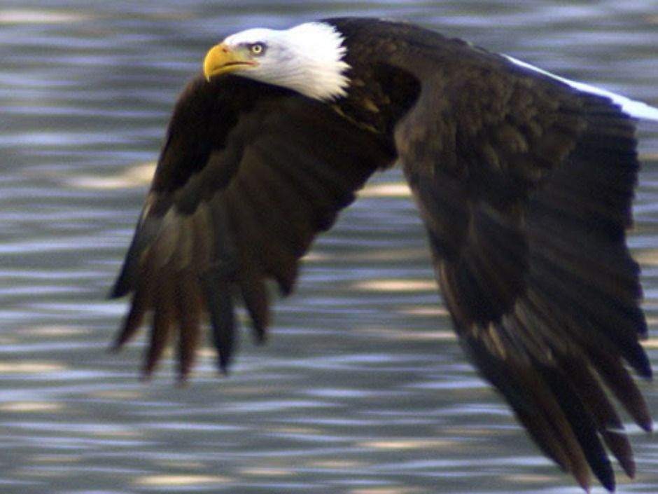 J.B. MacKinnon: Our beautiful world | National Post