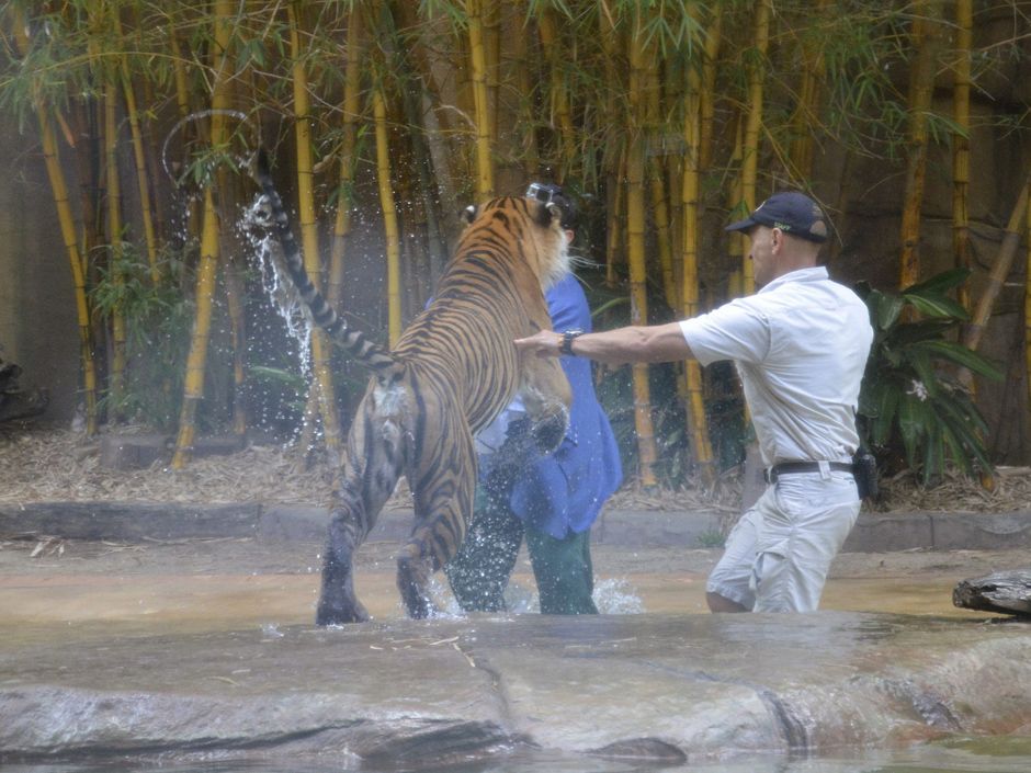 Tiger attack at Steve Irwin family zoo leaves handler in hospital ...