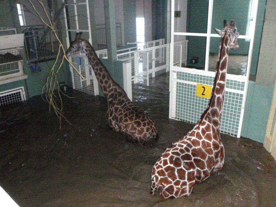Calgary Zoo finally reopens five months after devastating floods caused ...