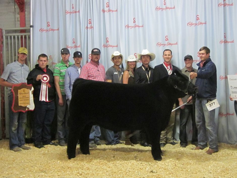 Calgary Stampede prize winning steer gets medal revoked for testing ...