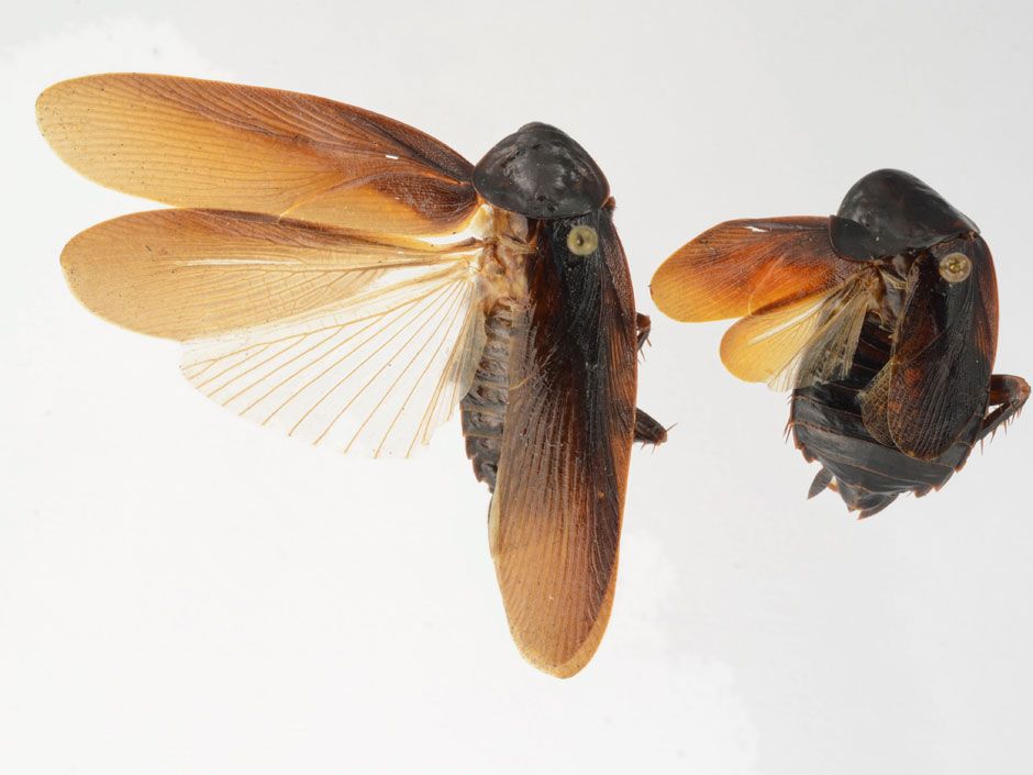 New cockroach with special powers, never before seen in U.S., invades ...