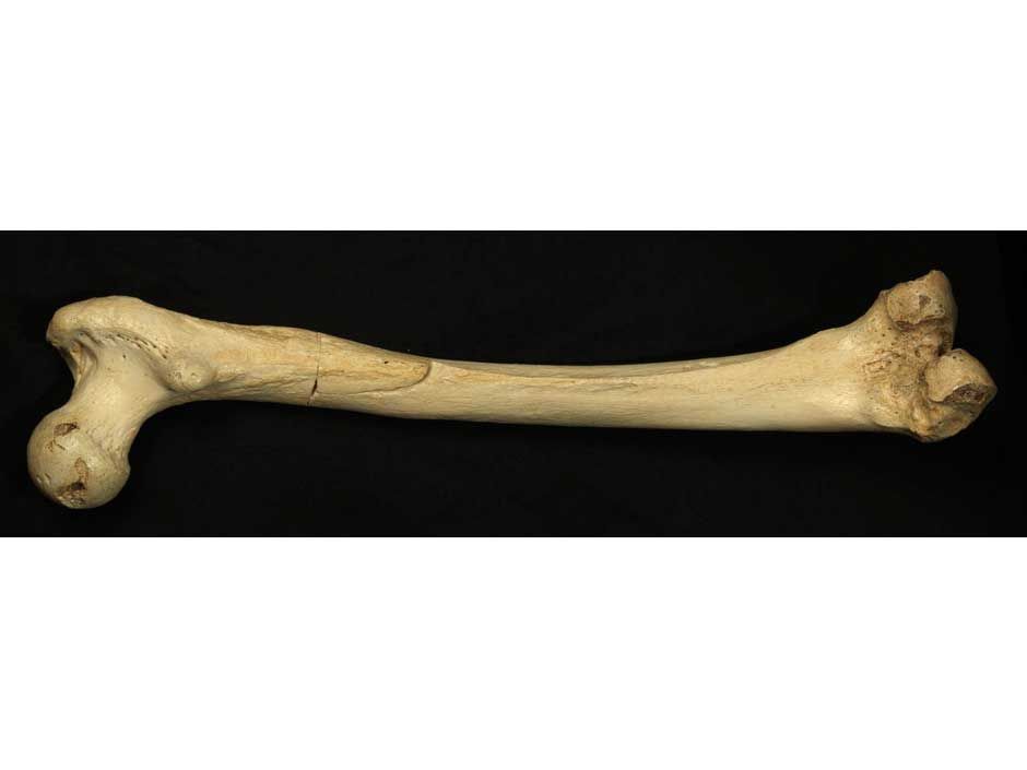 Oldest-ever human forerunner DNA found in 400,000-year-old ‘Pit of ...