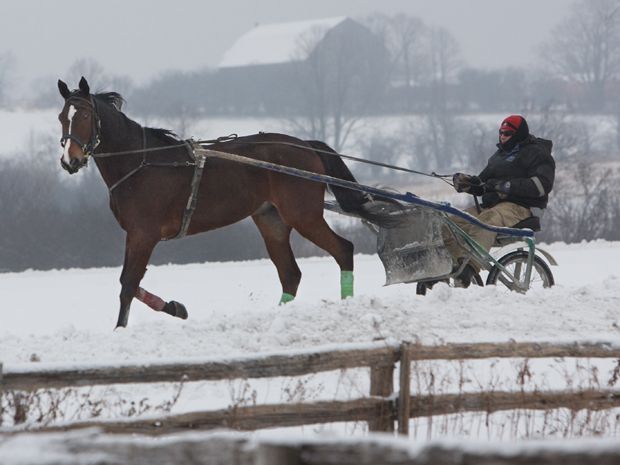 Quiet old racehorse with a gimpy leg 'loves to run' and has a real shot ...