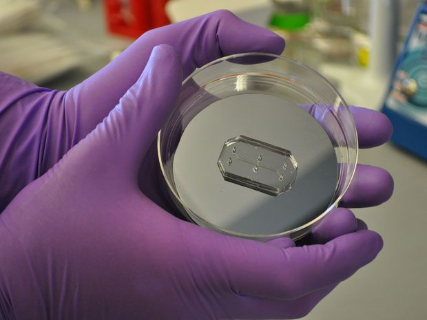 'It's alive!' How tiny 'organs' on microchips could replace mice and ...