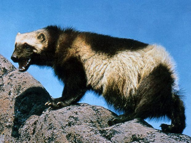 Alberta researchers tracking elusive and notoriously ferocious ...