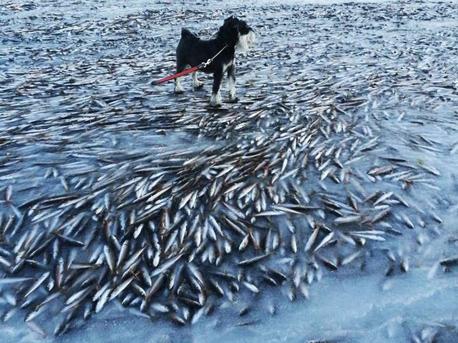 A Norwegian bay was so cold last week thousands of fish were flash ...