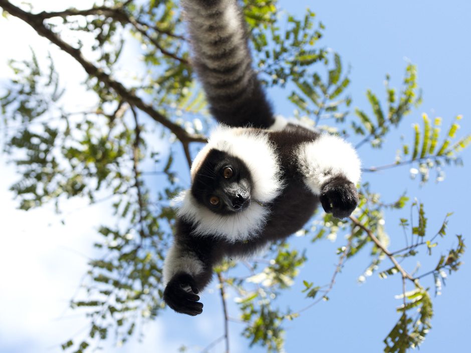 Trailer Tracker: Disneynature's Bears and Island of Lemurs: Madagascar ...