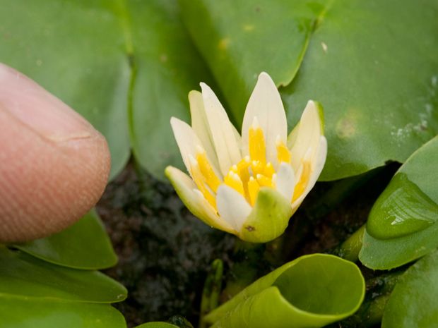 Tiny, beautiful African water lily species narrowly survives extinction ...