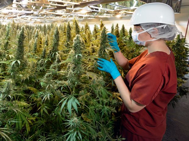 Medical marijuana production in Canada set for dramatic change ...