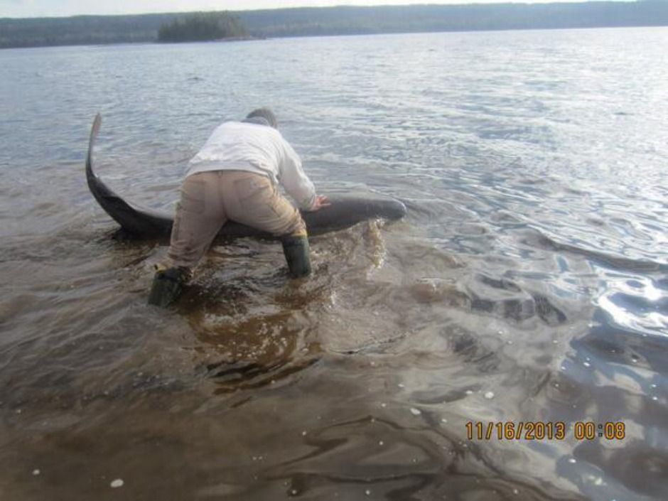 Rex Murphy: A whole new meaning to ‘jump the shark’ | National Post